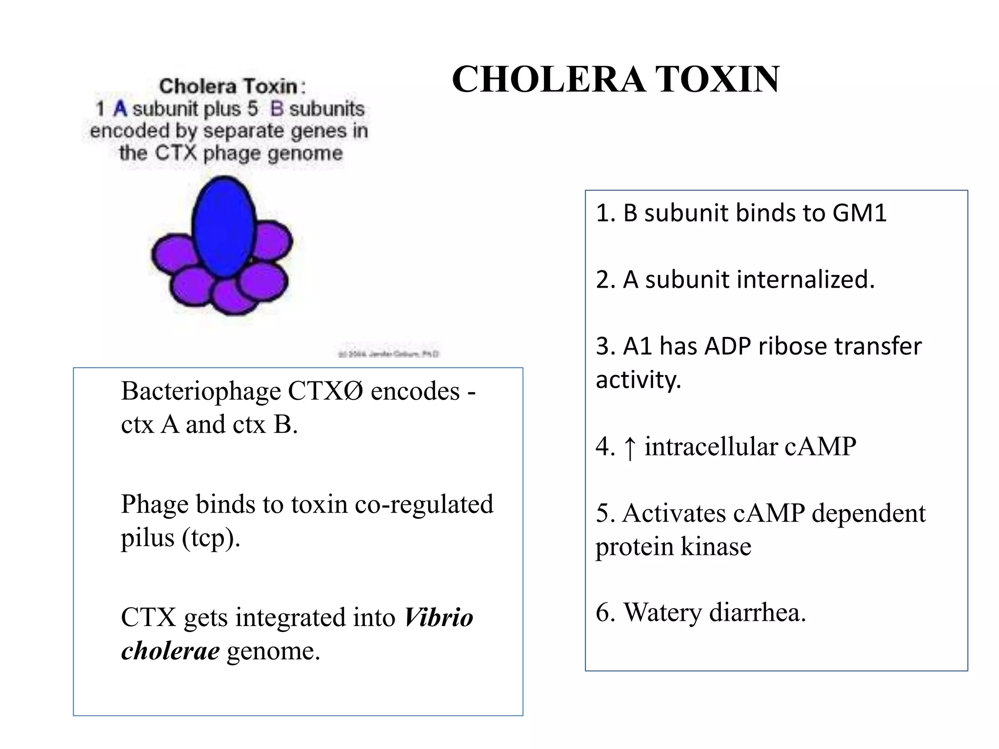 Infection and bacterial virulence factors | PPTX