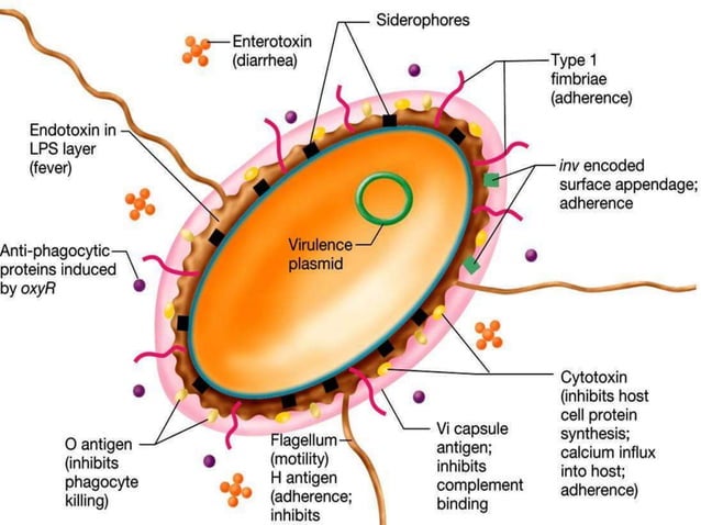 Infection and bacterial virulence factors | PPTX