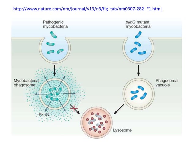 Infection and bacterial virulence factors | PPTX