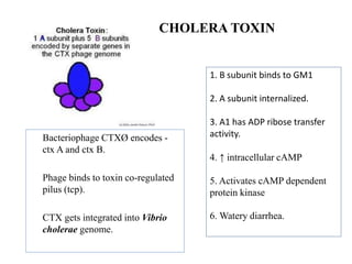 Infection and bacterial virulence factors | PPTX