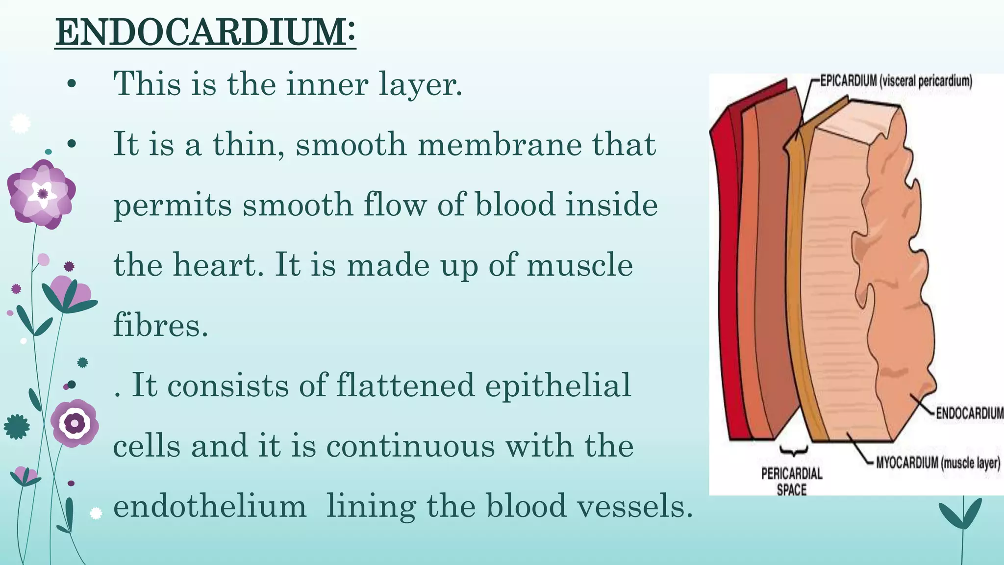 Infection and inflammation of heart includes endocarditis, myocarditis ...