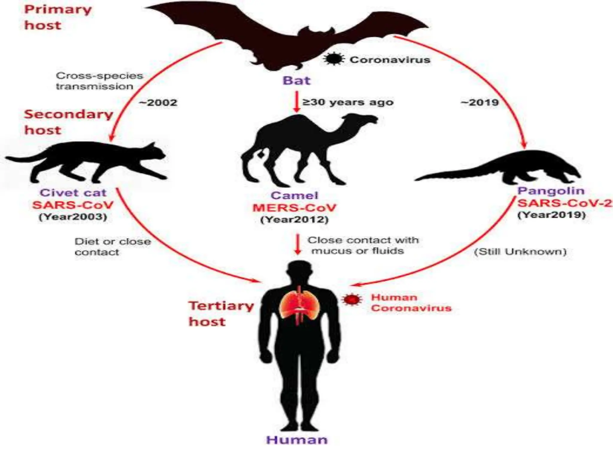 infection_control;_covid_19,_herpes_virus_&_hpv[1][1BN].pptx