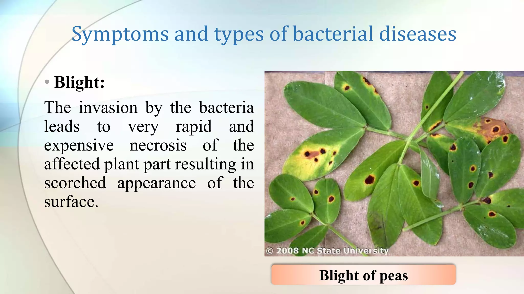infectioninplantbybacteria-170919192918.pdf