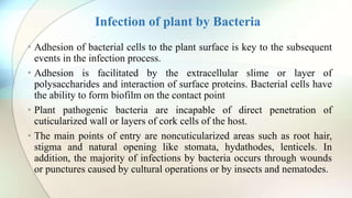 infectioninplantbybacteria-170919192918.pdf