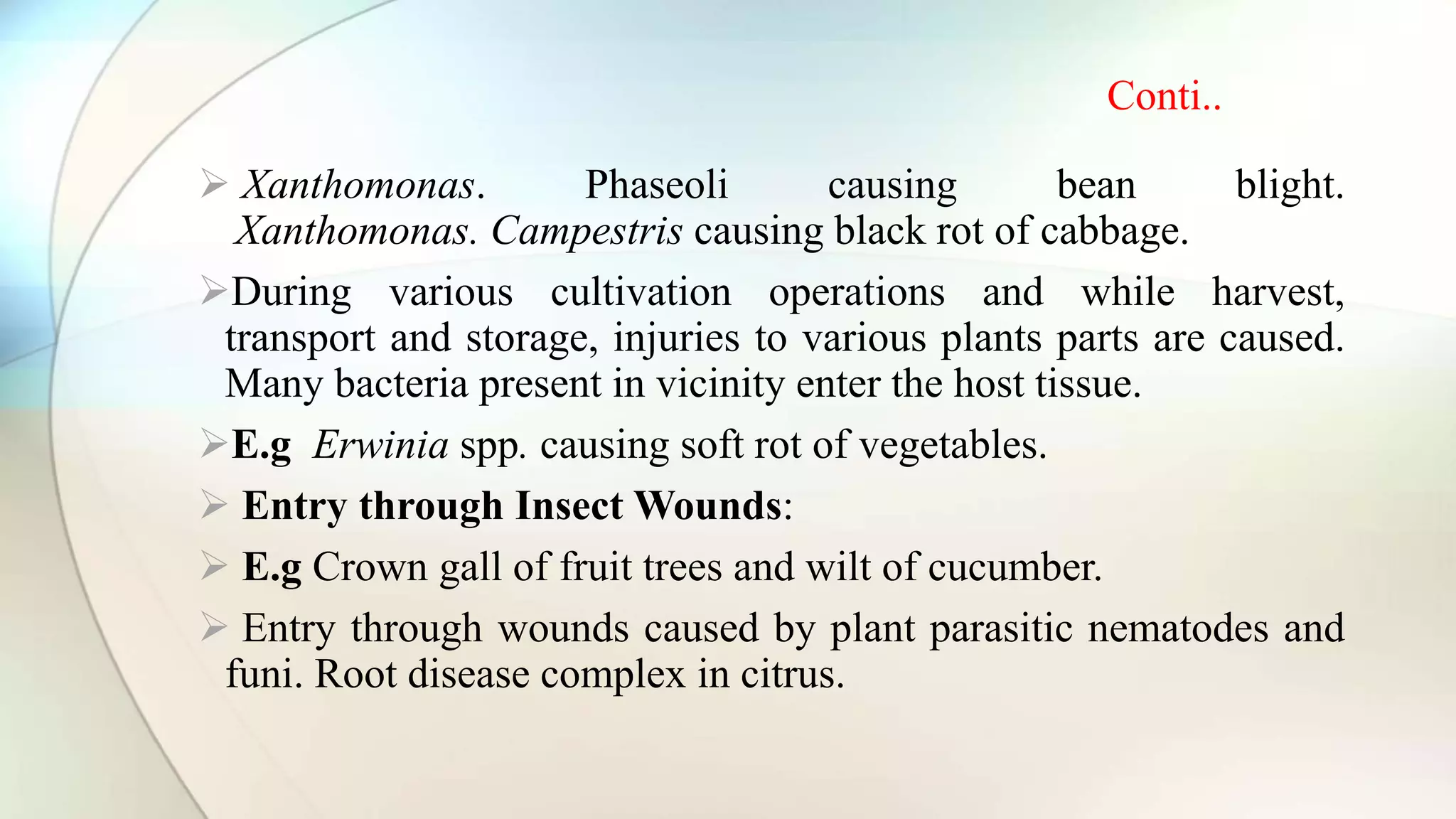 Infection in plant by bacteria | PPTX