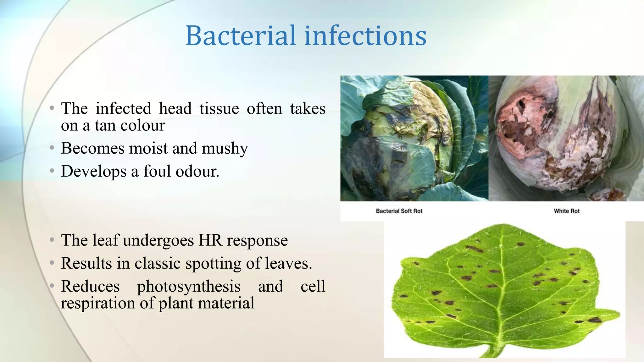 Infection in plant by bacteria | PPTX