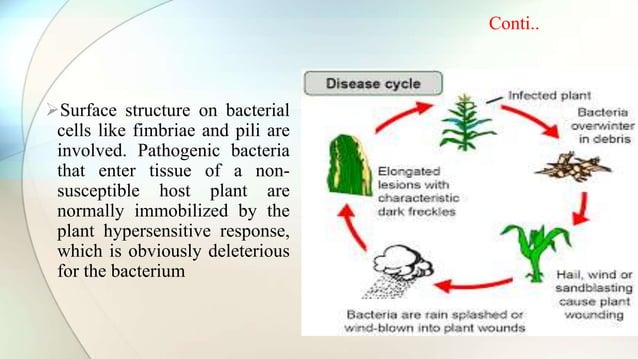Infection in plant by bacteria | PPTX | Infectious Diseases | Diseases ...