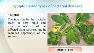 Infection in plant by bacteria | PPTX