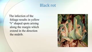 Infection in plant by bacteria | PPTX