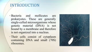 Infection in plant by bacteria | PPTX