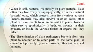 Infection in plant by bacteria | PPTX