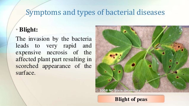 Infection in plant by bacteria