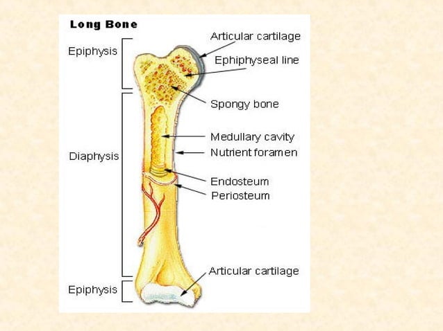 Infection of bone | PPT