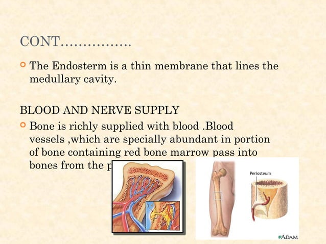 Infection of bone | PPT