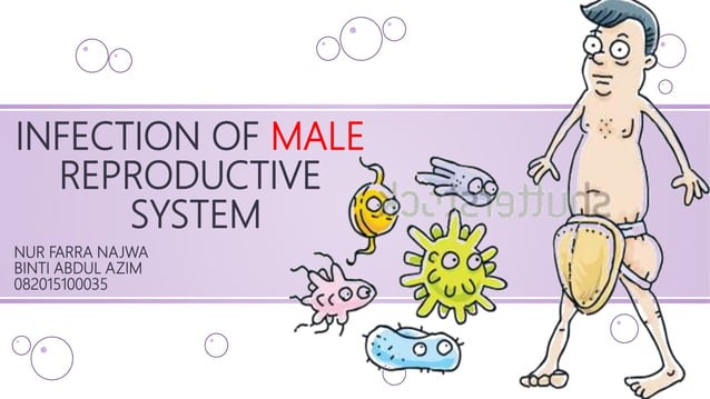 Infection of male reproductive system | PPT
