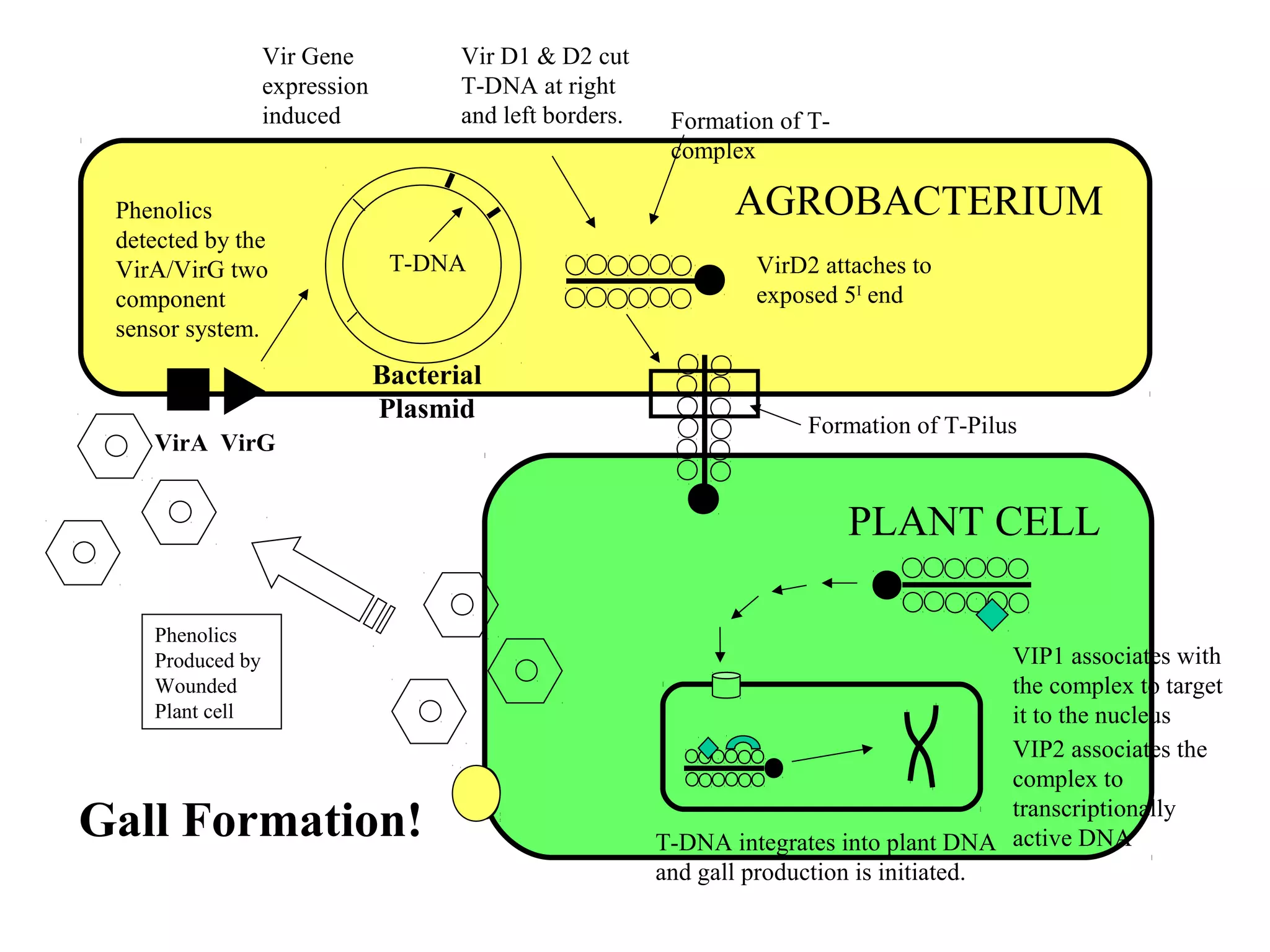 Infection process of agrobacterium | PPT