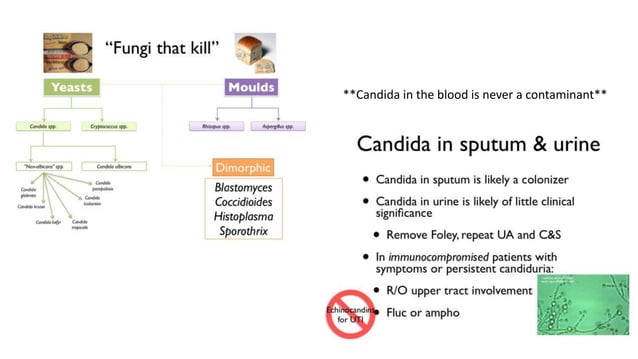 Infection Prevention and Control in the ICU | PPTX