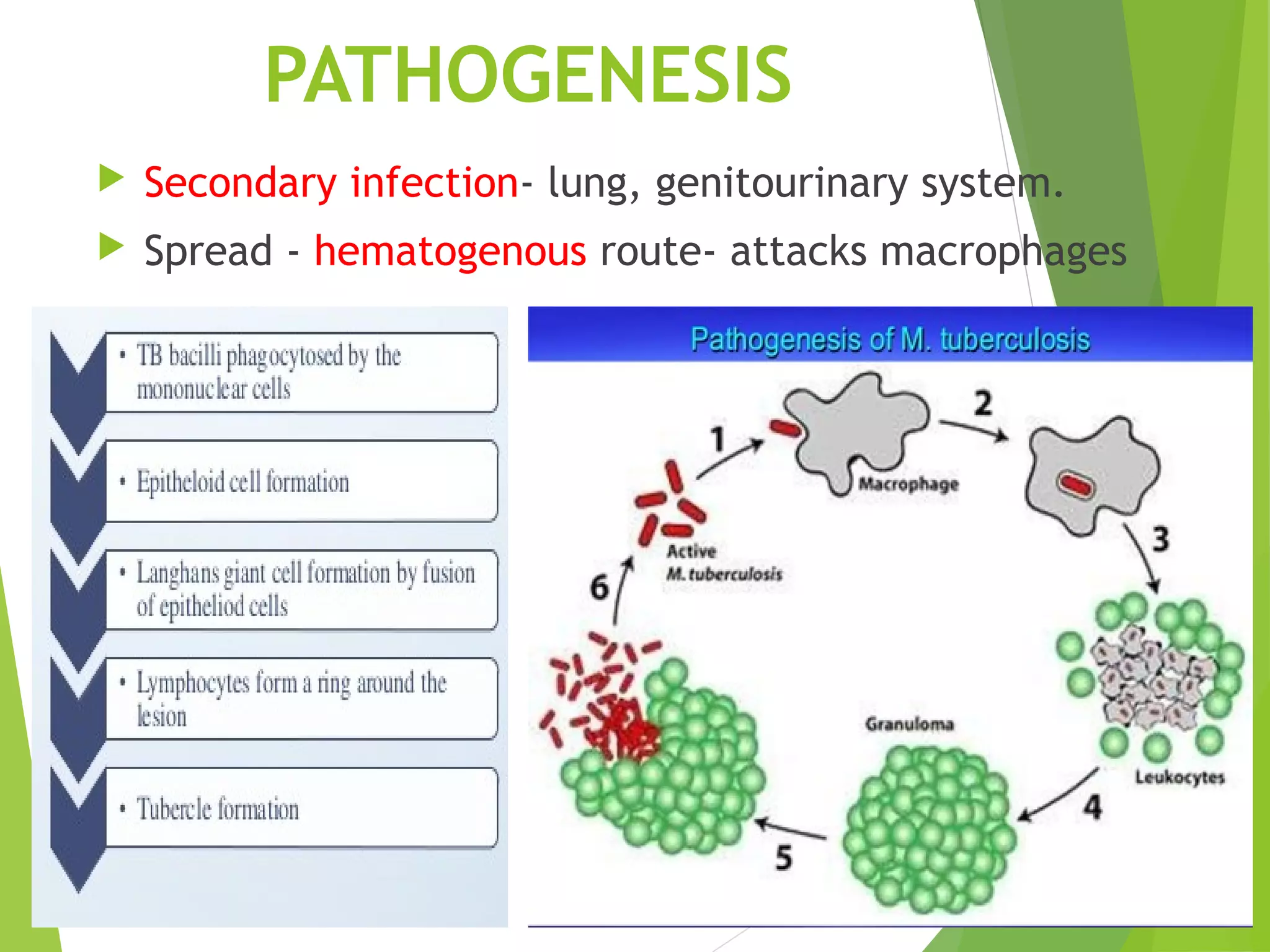 Infections of spine : Pyogenic and tuberculosis | PPT
