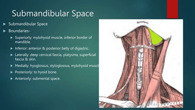 Infections of the facial spaces.pptx | Ear, Nose and Throat Conditions ...