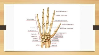 Infections of the hand | PPT