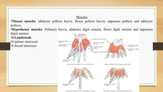 Infections of the hand | PPT