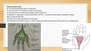 Infections of the hand | PPT