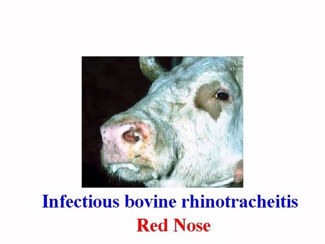 Infectious bovine rhinotracheitis | PPS