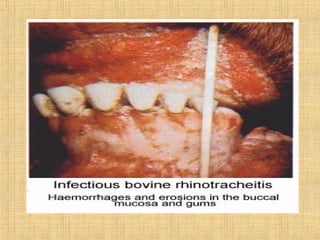 Infectious bovine rhinotracheitis | PPS