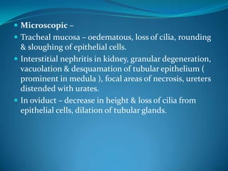 Infectious bronchitis in poultry | PPTX