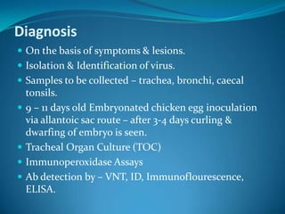 Infectious bronchitis in poultry | PPTX