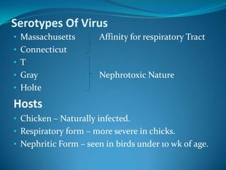 Infectious bronchitis in poultry | PPTX