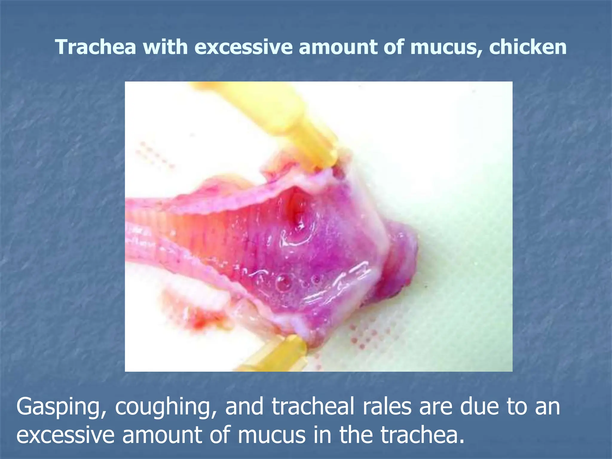 Infectious bronchitis IB, Etiology, Econonimical Impact | PPT