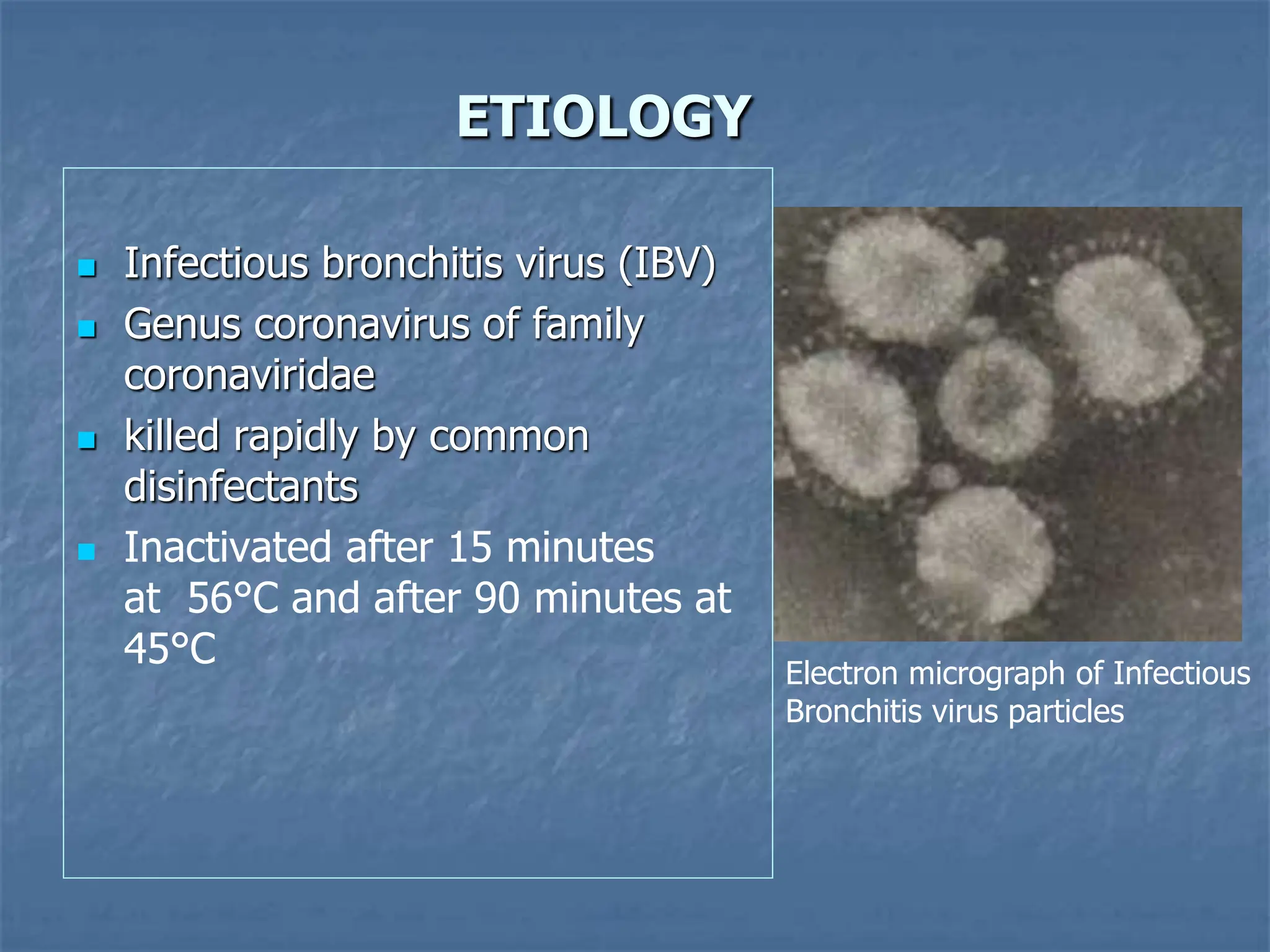 Infectious bronchitis IB, Etiology, Econonimical Impact | PPT