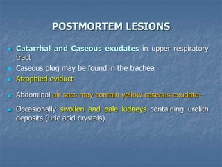 Infectious bronchitis IB, Etiology, Econonimical Impact | PPT ...