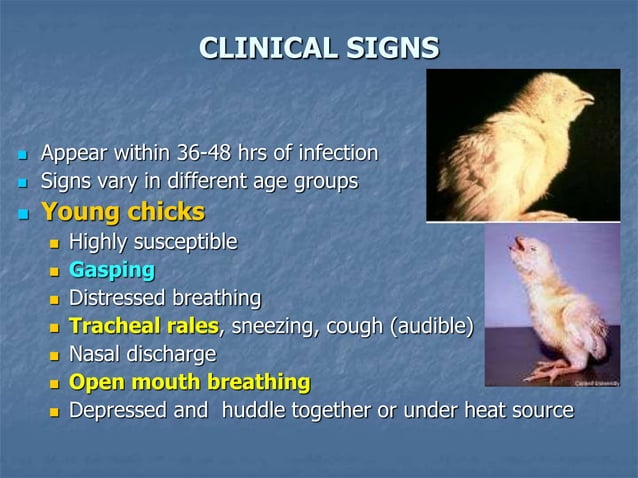 Infectious bronchitis IB, Etiology, Econonimical Impact | PPT
