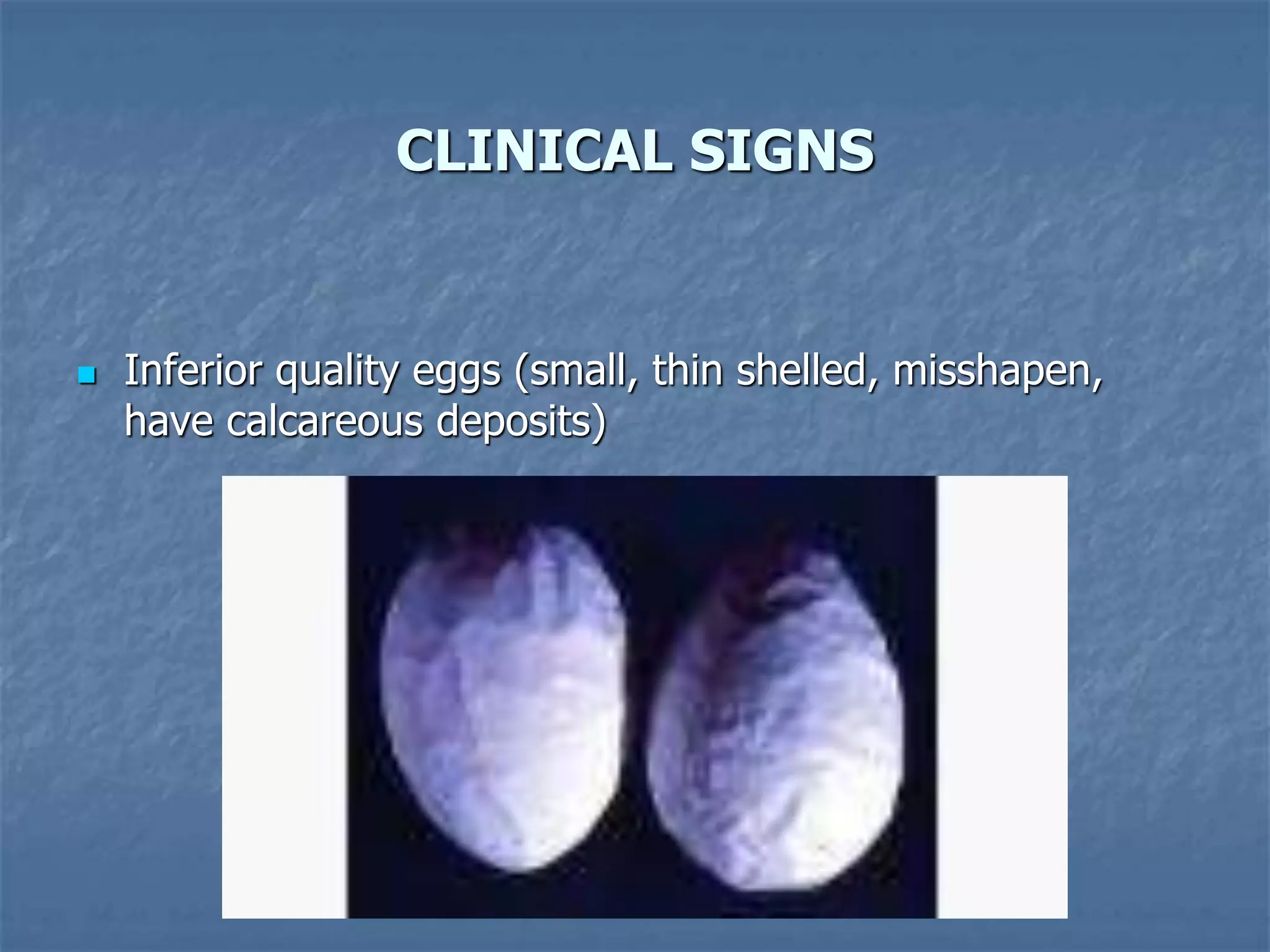 Infectious bronchitis and Infectious Laryngeo tracheitis Disease in ...