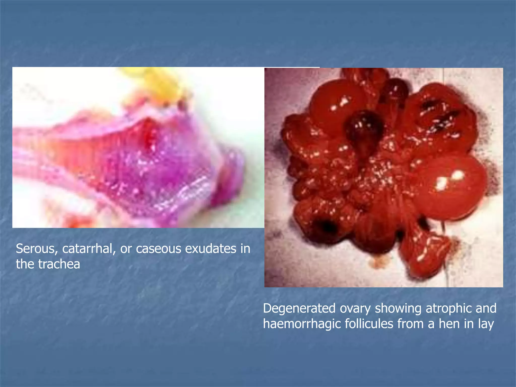 Infectious bronchitis and Infectious Laryngeo tracheitis Disease in ...