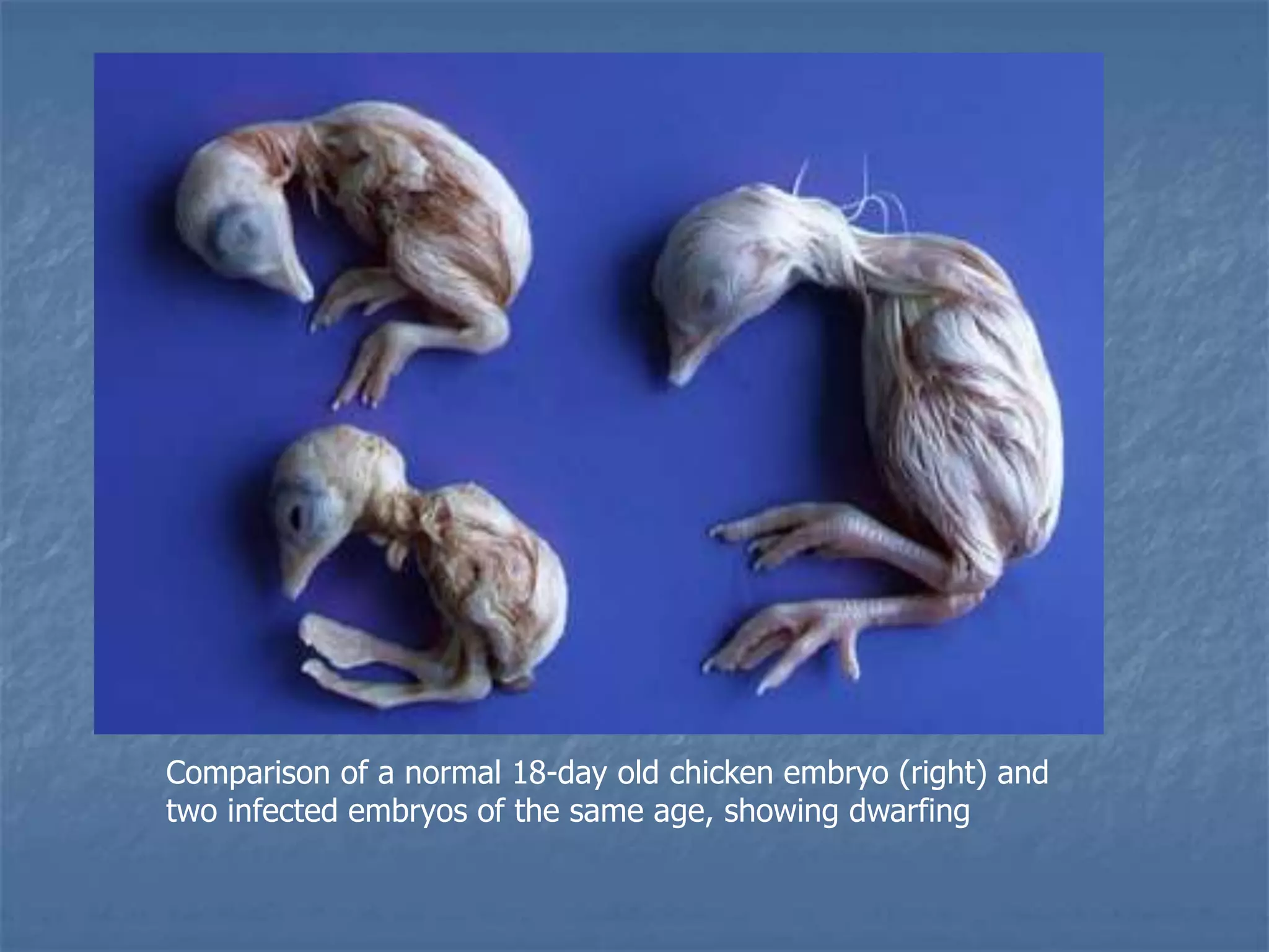 Infectious bronchitis and Infectious Laryngeo tracheitis Disease in ...