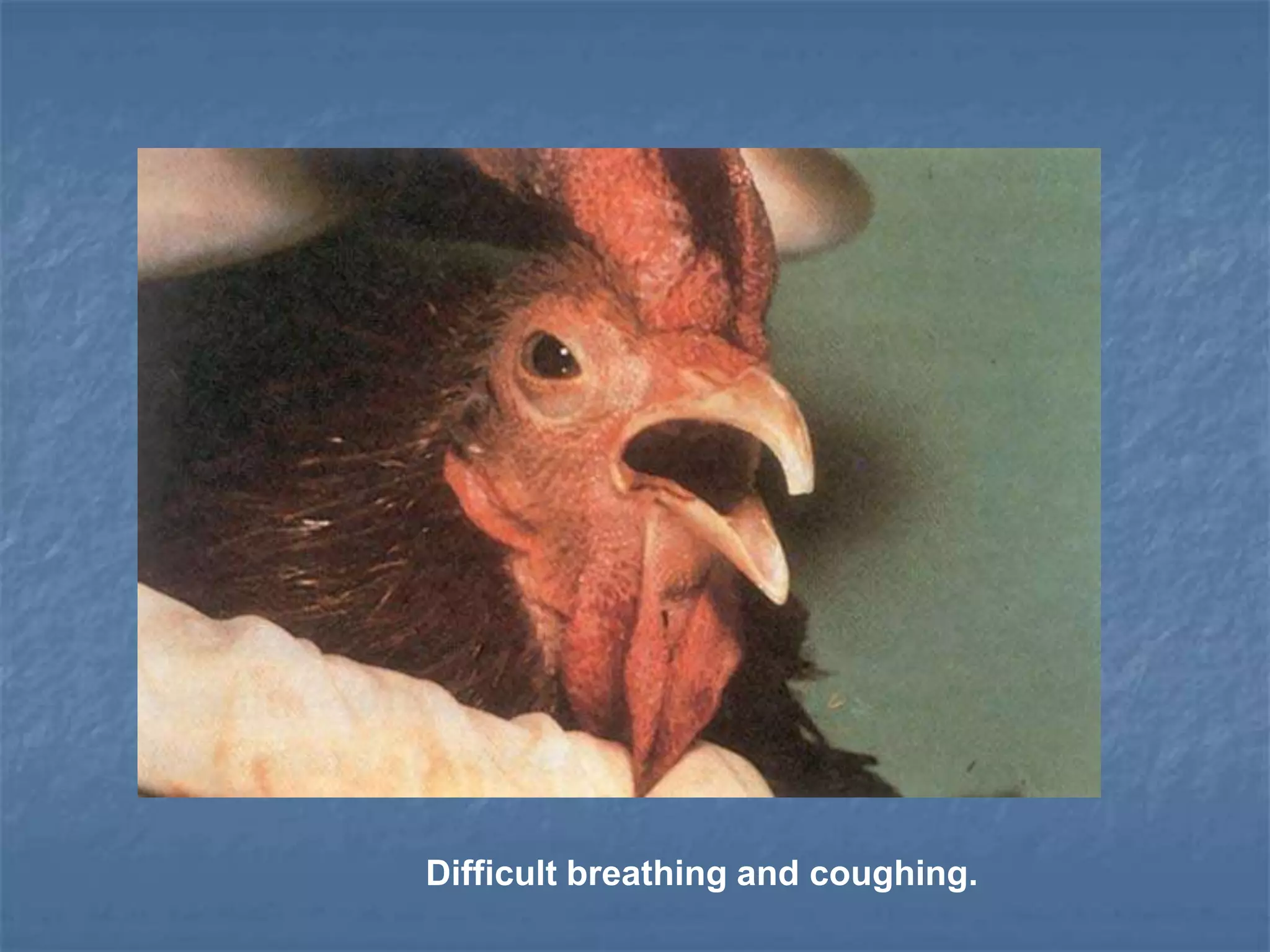 Infectious bronchitis and Infectious Laryngeo tracheitis Disease in ...