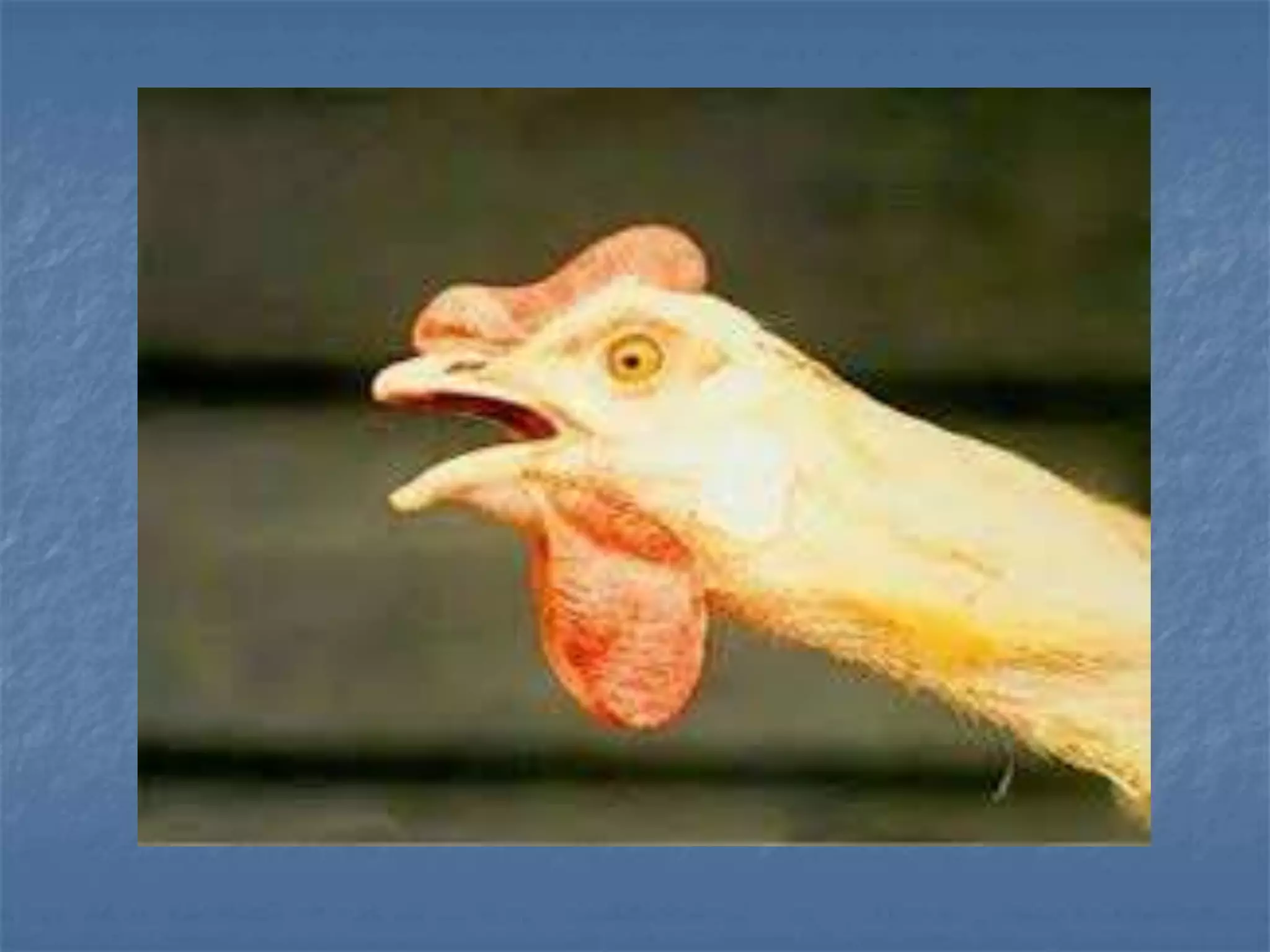 Infectious bronchitis and Infectious Laryngeo tracheitis Disease in ...