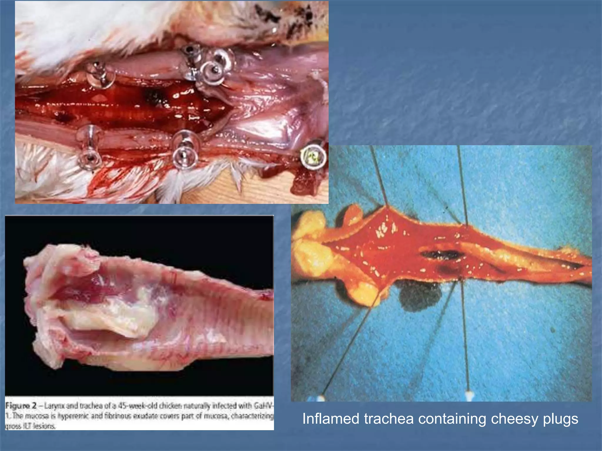 Infectious bronchitis and Infectious Laryngeo tracheitis Disease in ...