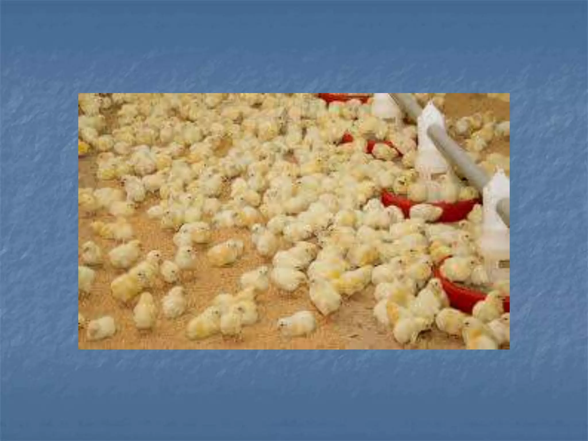 Infectious bronchitis and Infectious Laryngeo tracheitis Disease in ...