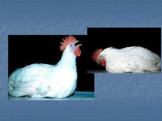 Infectious bronchitis and Infectious Laryngeo tracheitis Disease in ...