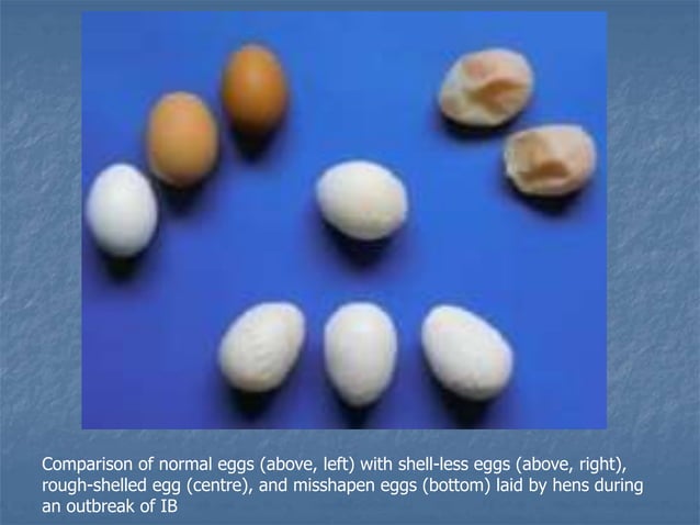 Infectious bronchitis and Infectious Laryngeo tracheitis Disease in ...