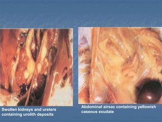 Infectious bronchitis and Infectious Laryngeo tracheitis Disease in ...