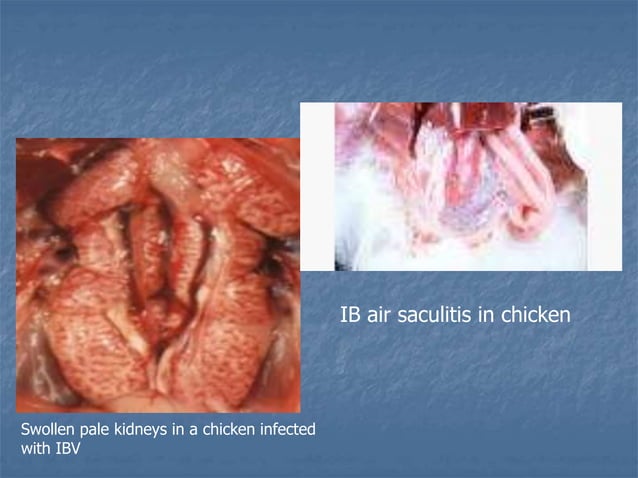 Infectious bronchitis and Infectious Laryngeo tracheitis Disease in ...