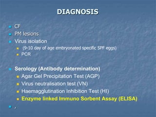 Infectious bronchitis and Infectious Laryngeo tracheitis Disease in ...