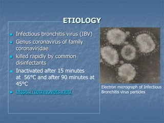 Infectious bronchitis and Infectious Laryngeo tracheitis Disease in ...