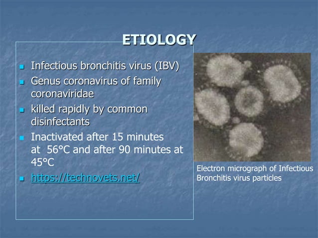 Infectious bronchitis and Infectious Laryngeo tracheitis Disease in ...