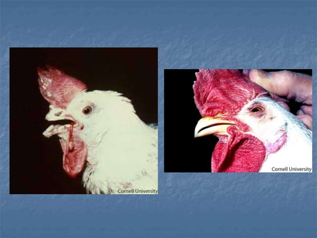 Infectious bronchitis and Infectious Laryngeo tracheitis Disease in ...